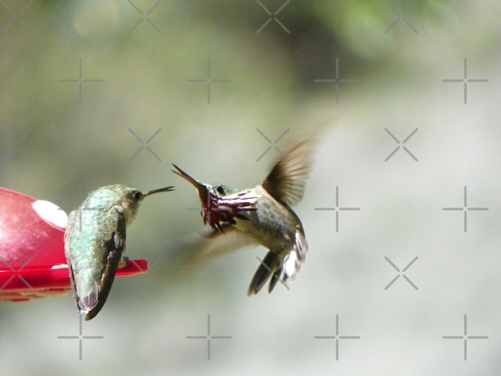 "Hummingbird Sword Fight" by Betty Town Duncan | Redbubble
