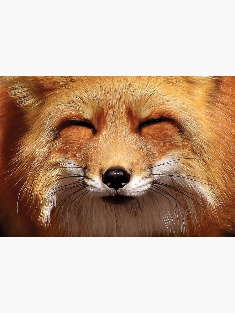 "Cute Happy Fox Face" Sticker for Sale by BlueDaydreamer | Redbubble