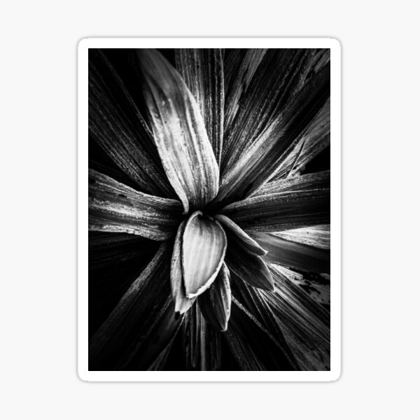 "Burst" Sticker for Sale by paulspoon | Redbubble