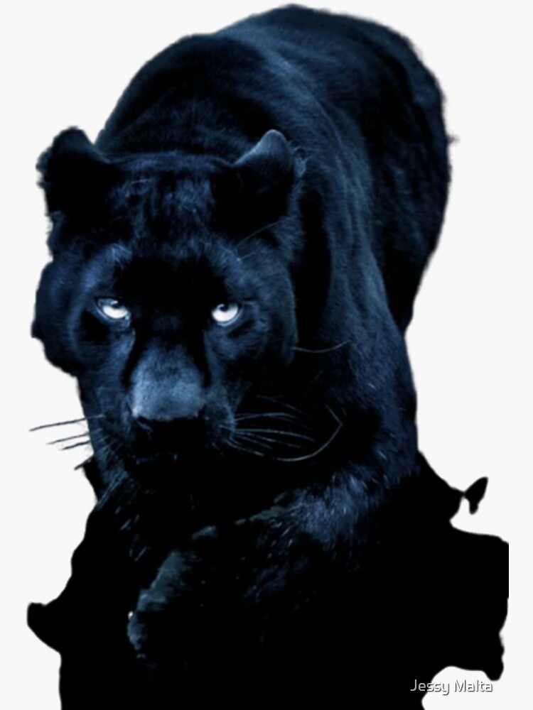 "Wild Animals Black Panther " Sticker by IvettaIvetta | Redbubble