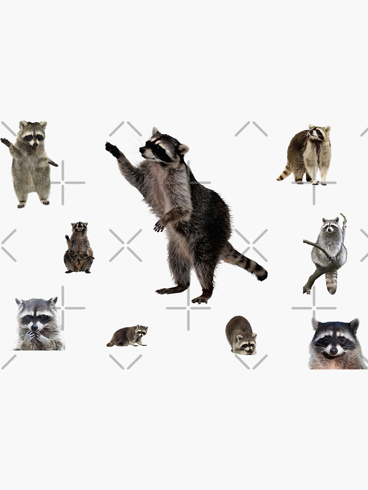 "Raccoon - Trash Panda - Sticker Set" Sticker for Sale by bpdandchill ...