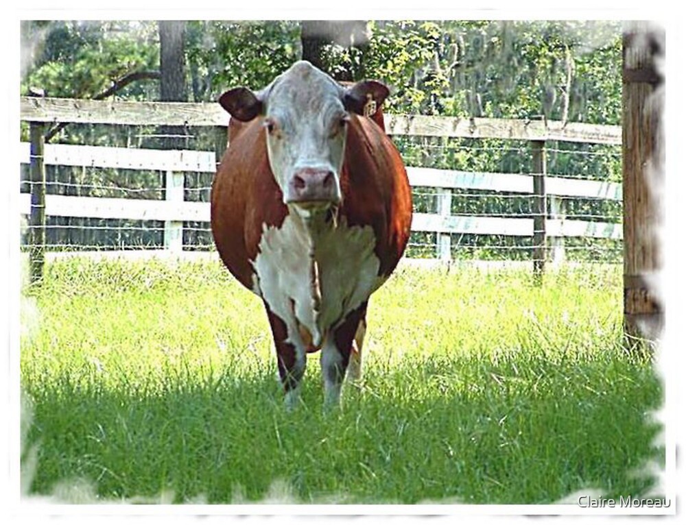 "MOOOOO....ANY DAY NOW!" by Claire Moreau | Redbubble