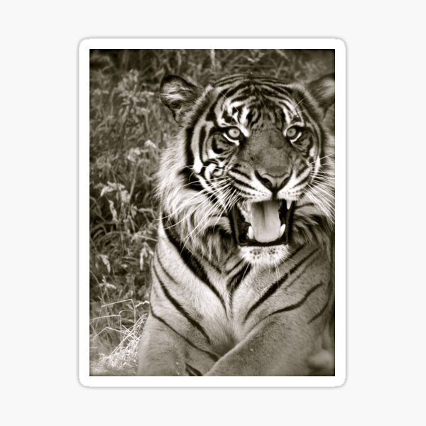 "Tiger Roar" Sticker by Jgeyer1 | Redbubble