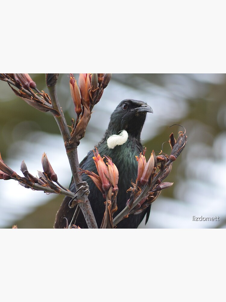 "On look out duty- New Zealand Tui" Mask by lizdomett | Redbubble