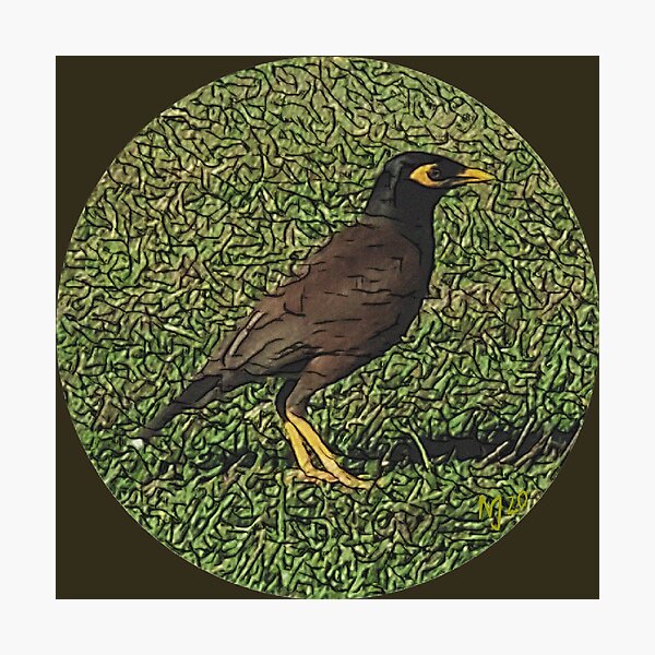 "Myna Bird on Grass, photo art " Photographic Print by NadJac | Redbubble