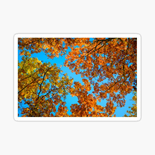 "Fall foliage" Sticker by gaelfphoto | Redbubble