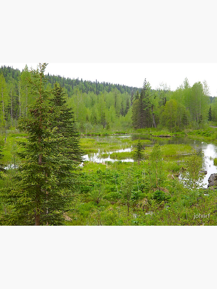 "Wet swamp #2, Denali, Alaska, 2012" Poster for Sale by johnrf | Redbubble