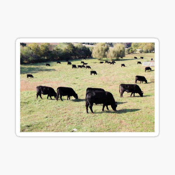 "Black Angus beef cattle " Sticker for Sale by VikaL | Redbubble