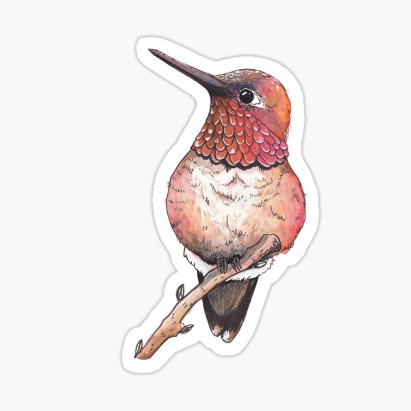"Cute Bee Hummingbird " Sticker for Sale by RachelNutkins | Redbubble