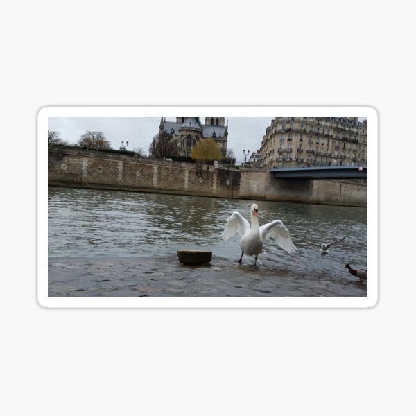 "Paris Swans in the River Seine" Sticker for Sale by BlackBeret | Redbubble
