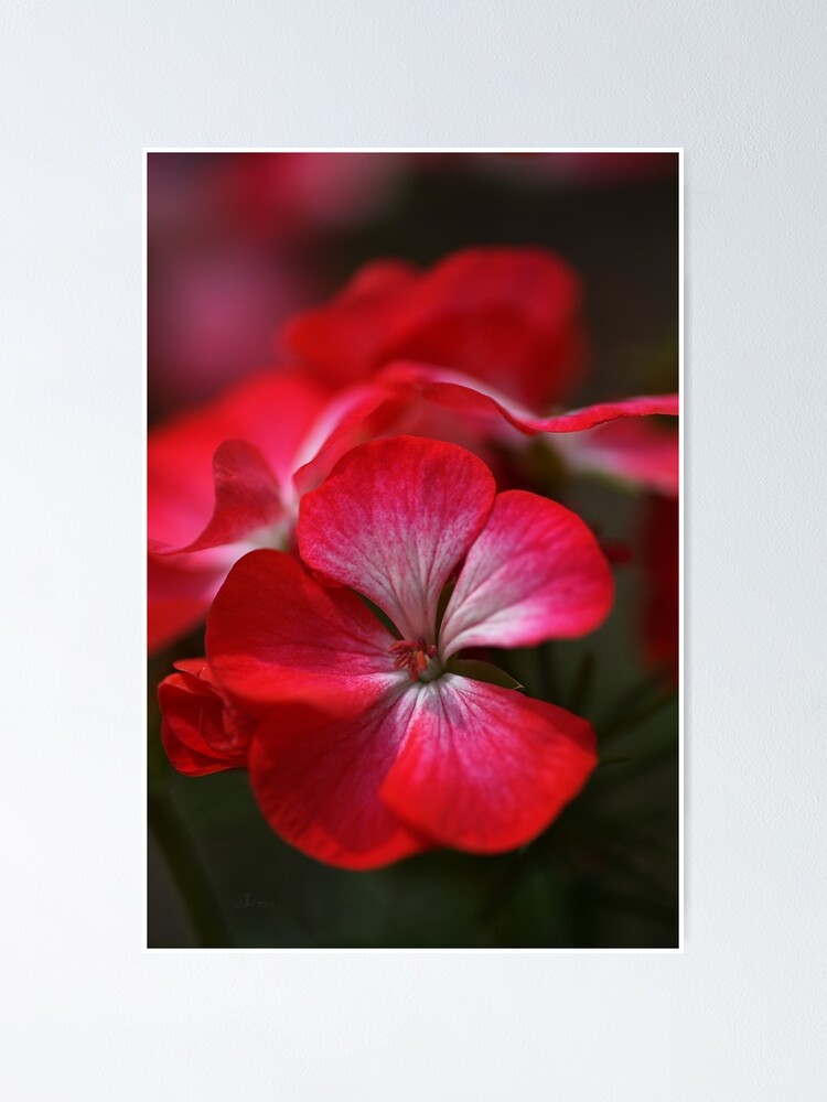 "Happy Bright Geranium" Poster by bubbleblue | Redbubble