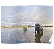 "Black labrador, dramatic sky, reflections in water" by Heather Buckley ...