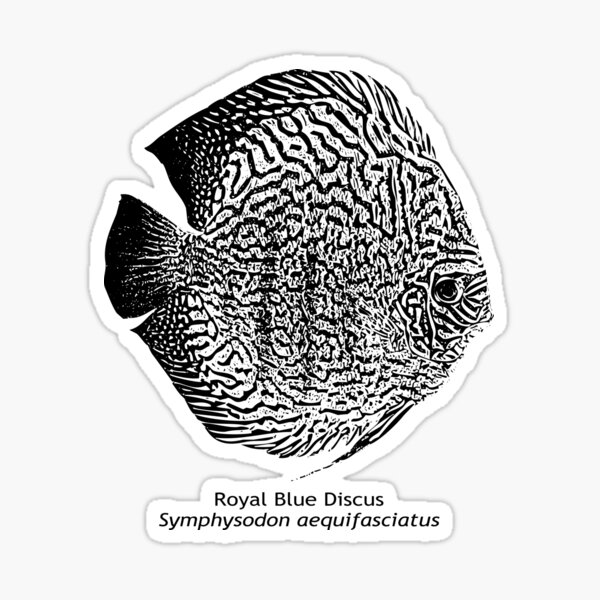 "Royal Blue Discus - Aquarium Fish Aquarist Design" Sticker for Sale by ...