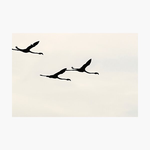 Lámina fotográfica «Grupo de flamencos volando por el cielo, silueta ...