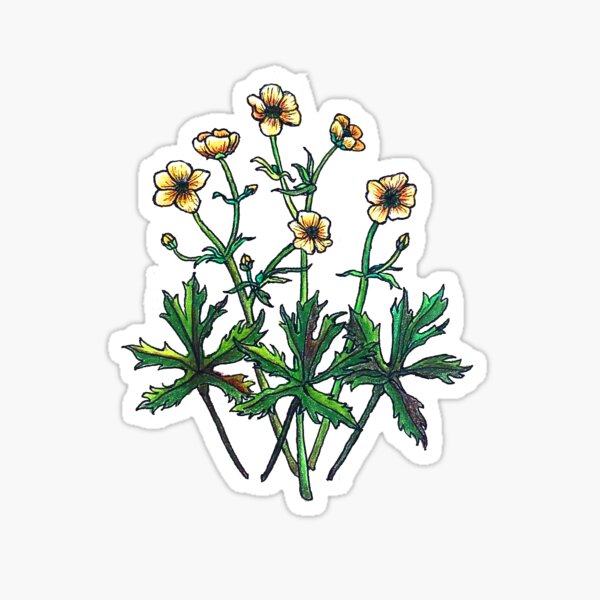 "Buttercup Flower Sticker" Sticker for Sale by LivsPopUpArtShp | Redbubble