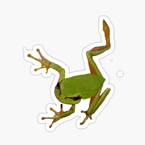 "European Green Tree Frog Isolated" Sticker for Sale by taiche | Redbubble
