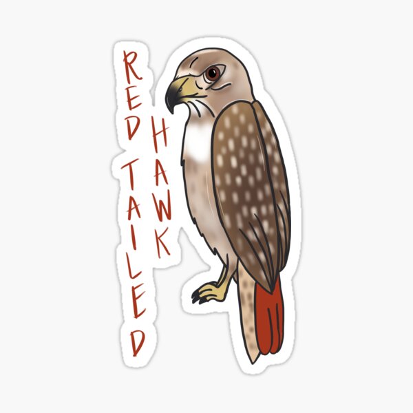 "Red Tailed Hawk Words - Cartoon" Sticker by SkyRose2018 | Redbubble