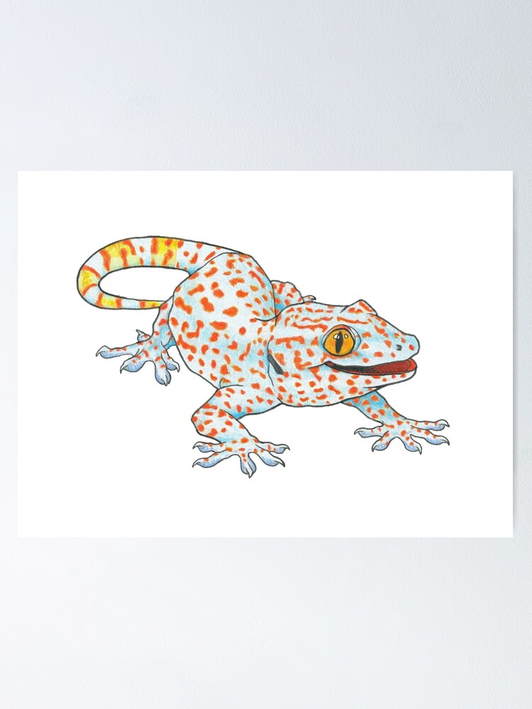 "Light Blue Tokay Gecko" Poster for Sale by TinkerandBone | Redbubble