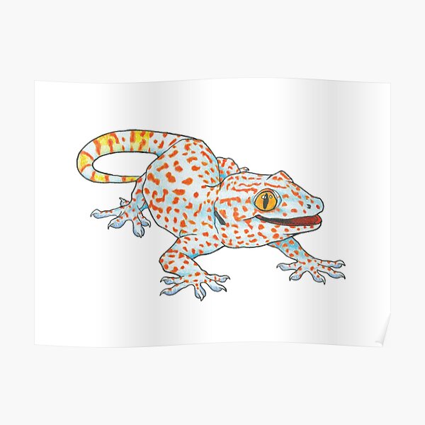 "Light Blue Tokay Gecko" Poster for Sale by TinkerandBone | Redbubble