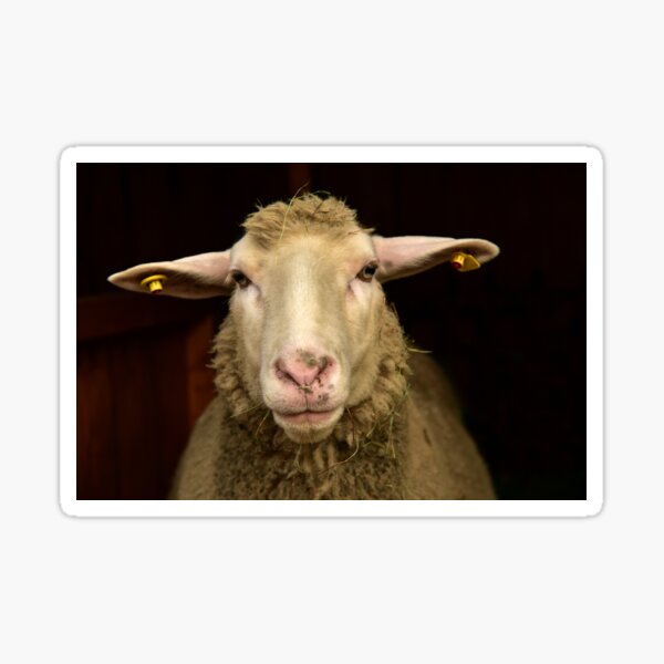 "Funny Sheep Face Mask" Sticker for Sale by stickersandtees | Redbubble