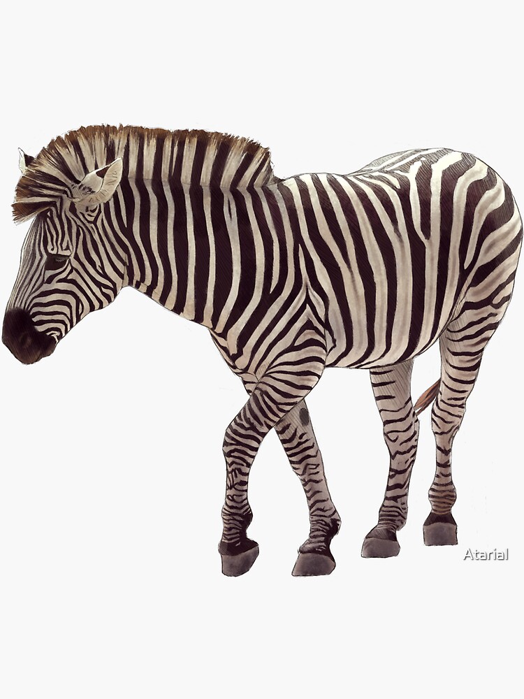"Zebra" Sticker by Atarial | Redbubble