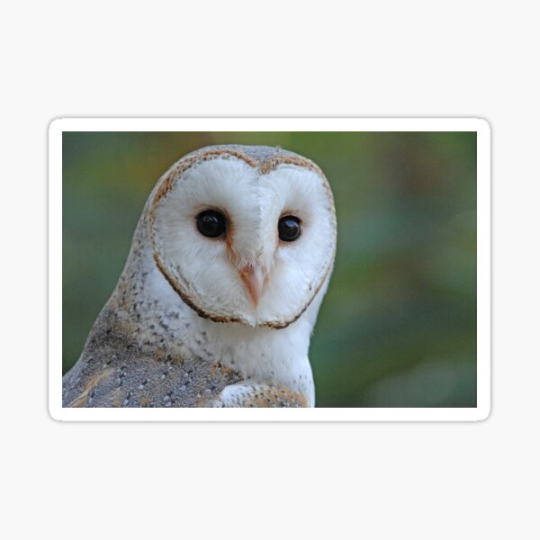 "Barn Owl face" Sticker for Sale by quentinjlang | Redbubble