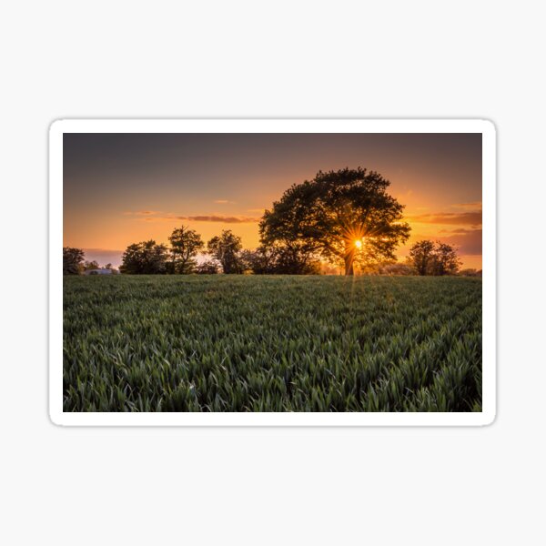 "Sun Rays" Sticker by JEZ22 | Redbubble