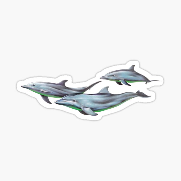 "Dolphin Pod" Sticker for Sale by Salmoneggs | Redbubble