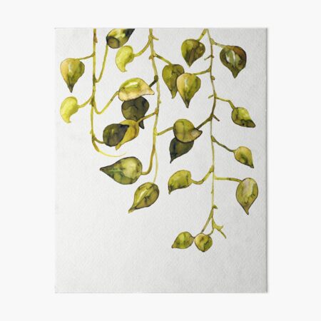 "Golden Pothos - botanical ink painting" Art Board Print by ...