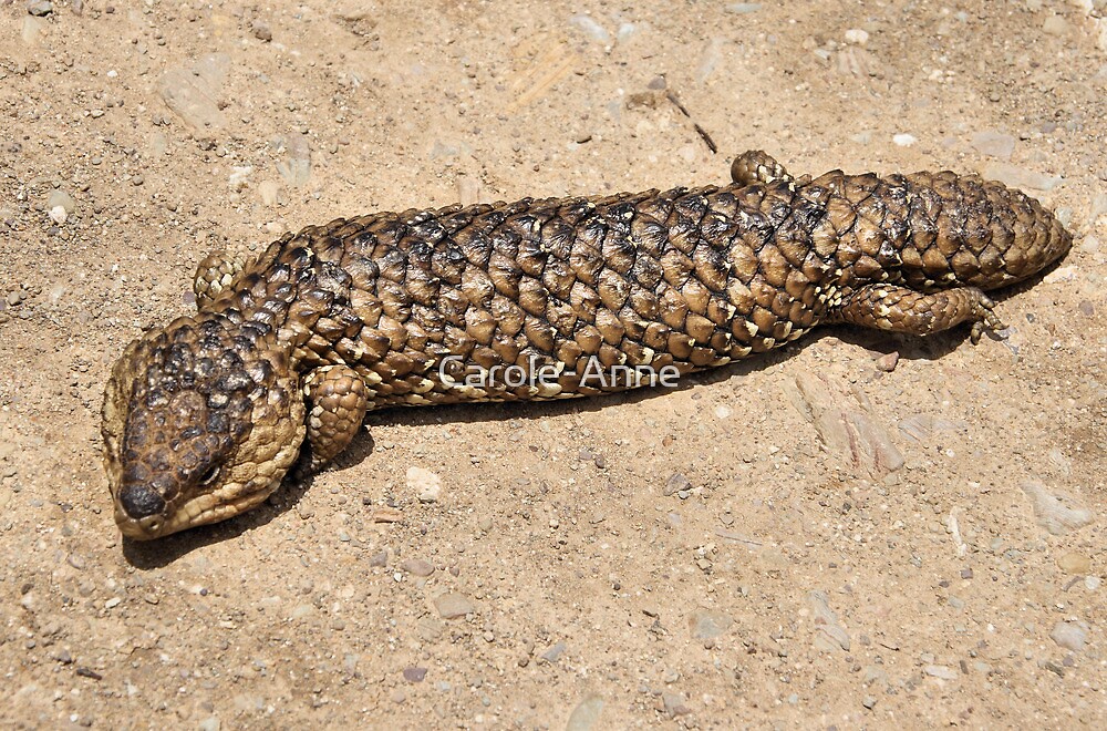 "Sleepy Lizard on the Prowl" by Carole-Anne | Redbubble