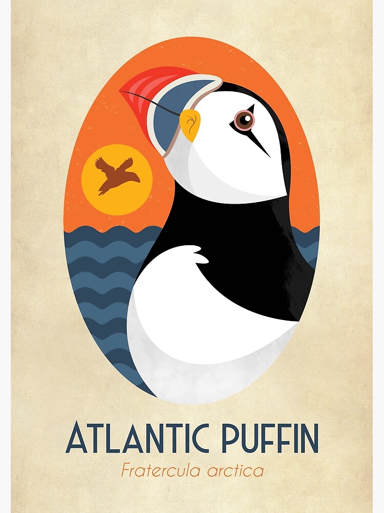 "Atlantic Puffin " Poster by MattLissimore | Redbubble