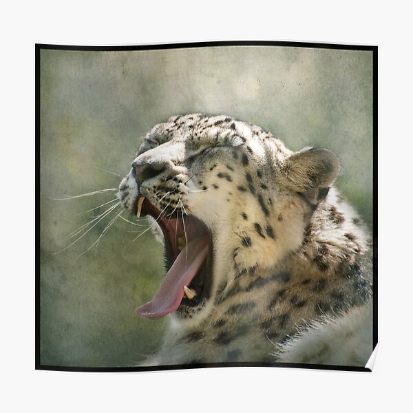 "Yawn...!" Poster for Sale by polly470 | Redbubble