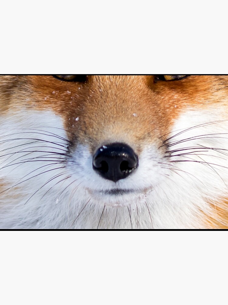 "Fox Nose Face Maks" Mask for Sale by michisway | Redbubble