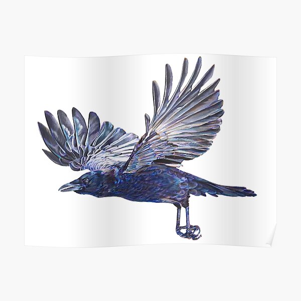 "Crow in Flight - coloured pencil drawing" Poster for Sale by ...