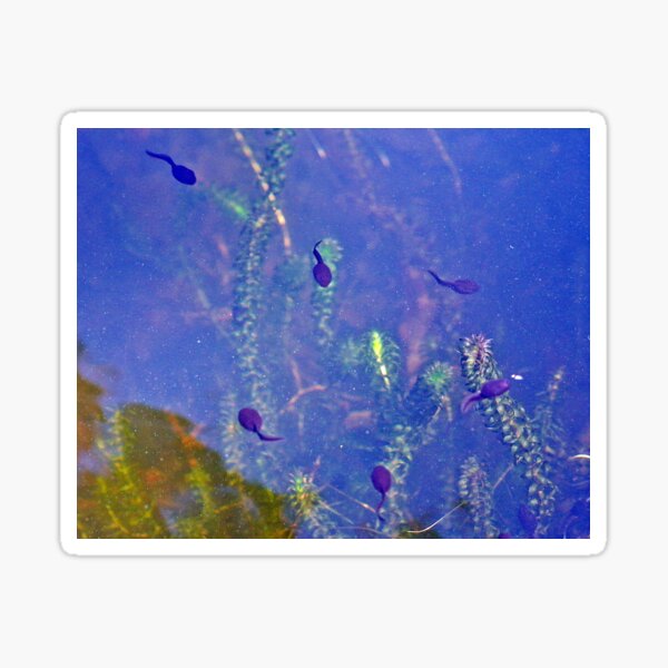 "Tadpole Frenzy" Sticker by VikingVisual | Redbubble