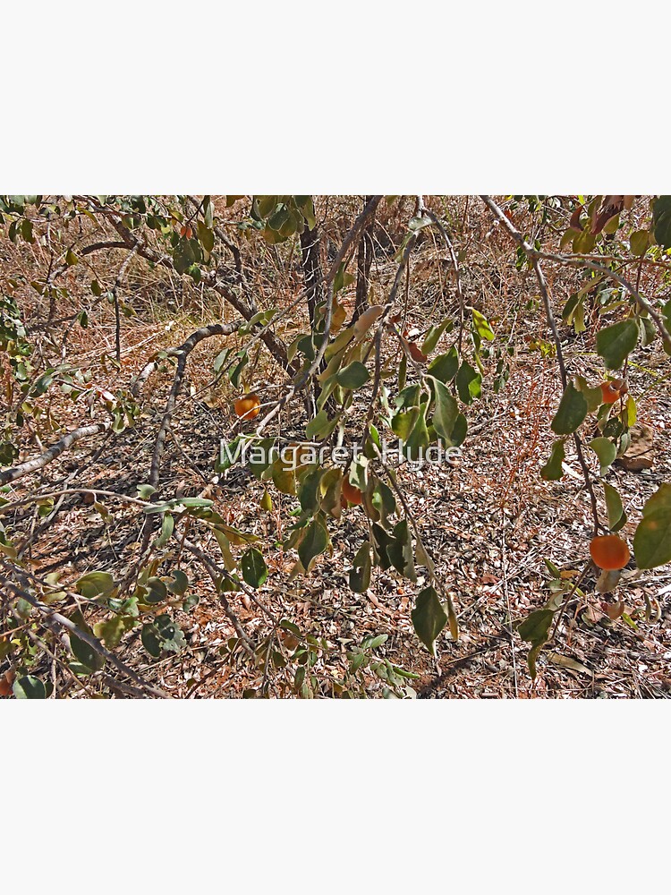 "Quinine Tree and Fruit, Petalostigma, Kimberley, Western Australia ...
