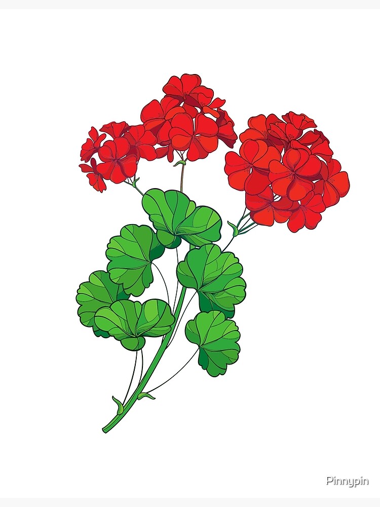 "Red Geranium Flower!" Poster for Sale by Pinnypin | Redbubble