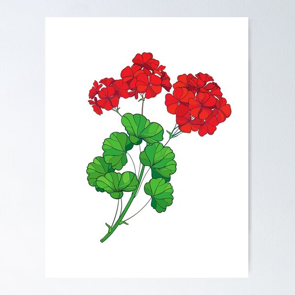 "Red Geranium Flower!" Poster for Sale by Pinnypin | Redbubble