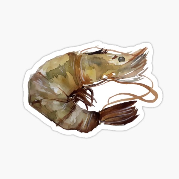 "Shrimp" Sticker by artofsuff | Redbubble
