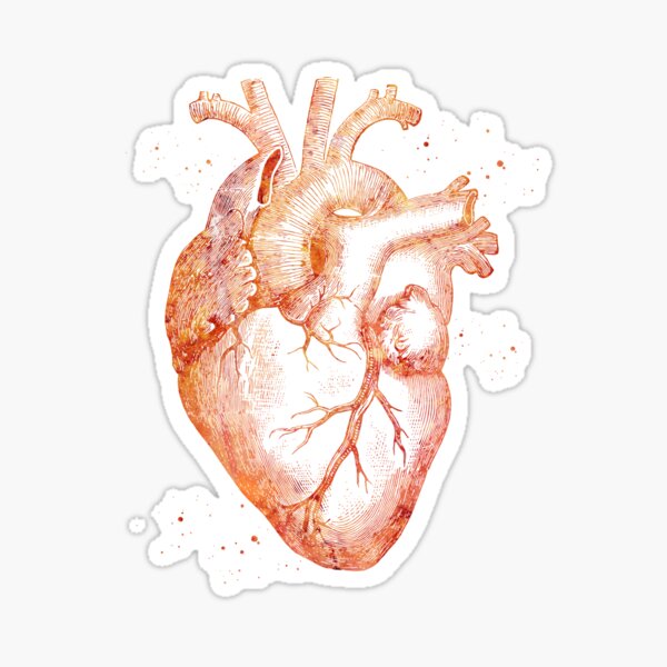 "Human Heart" Sticker for Sale by erzebetth | Redbubble