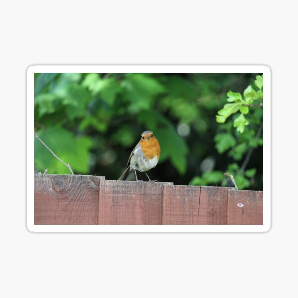 "Curious Robin" Sticker by DaNd1 | Redbubble