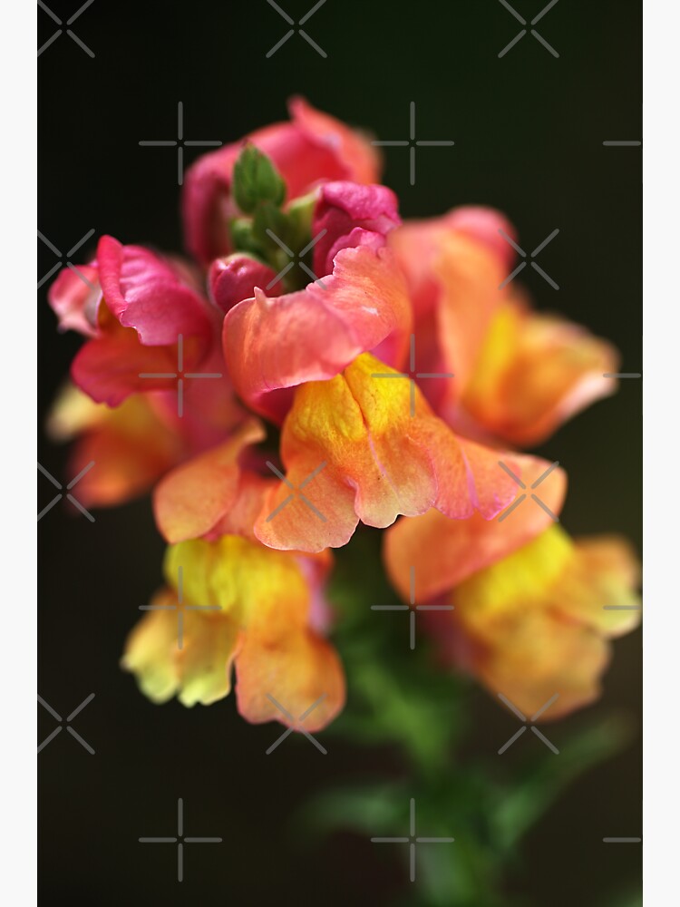 "Snapdragon Flowers A Childhood Memory " Sticker for Sale by bubbleblue ...