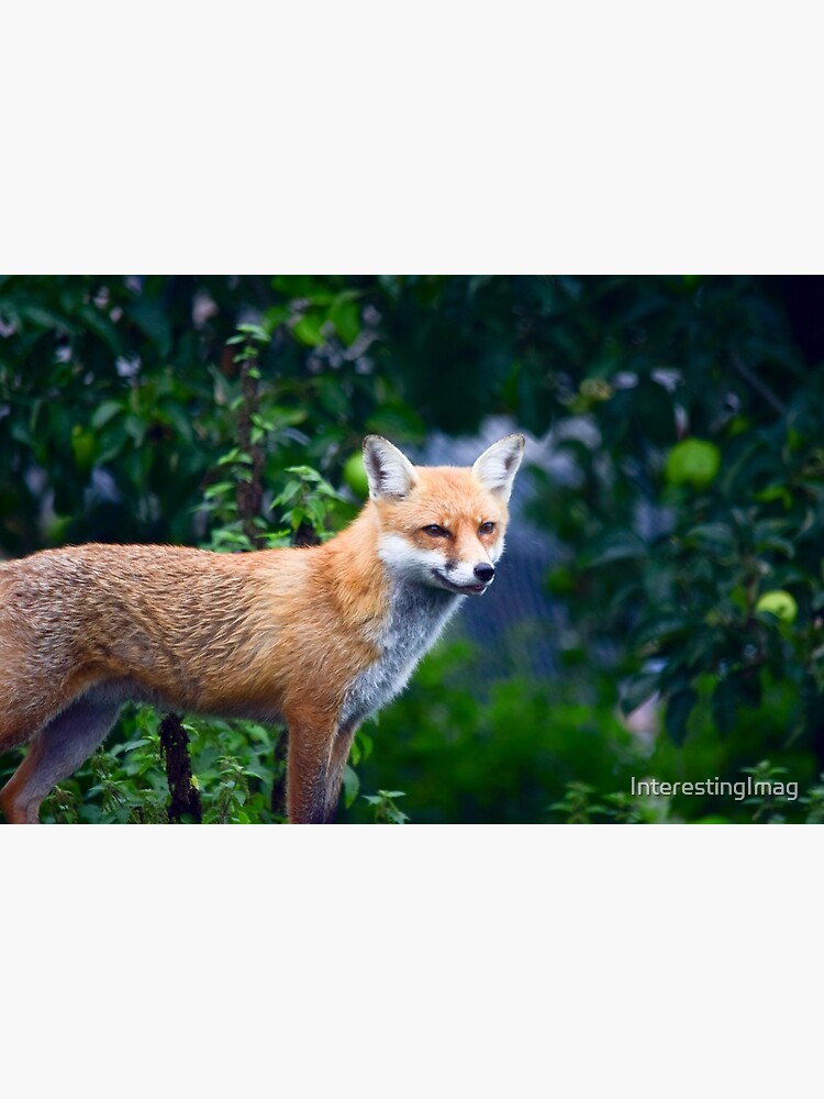 "Red Fox in Apple Orchard" Poster for Sale by InterestingImag | Redbubble