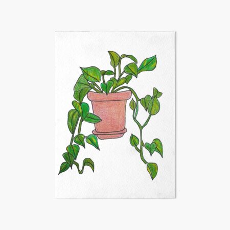 "Golden pothos pencil drawing" Art Board Print by elliescribbles ...