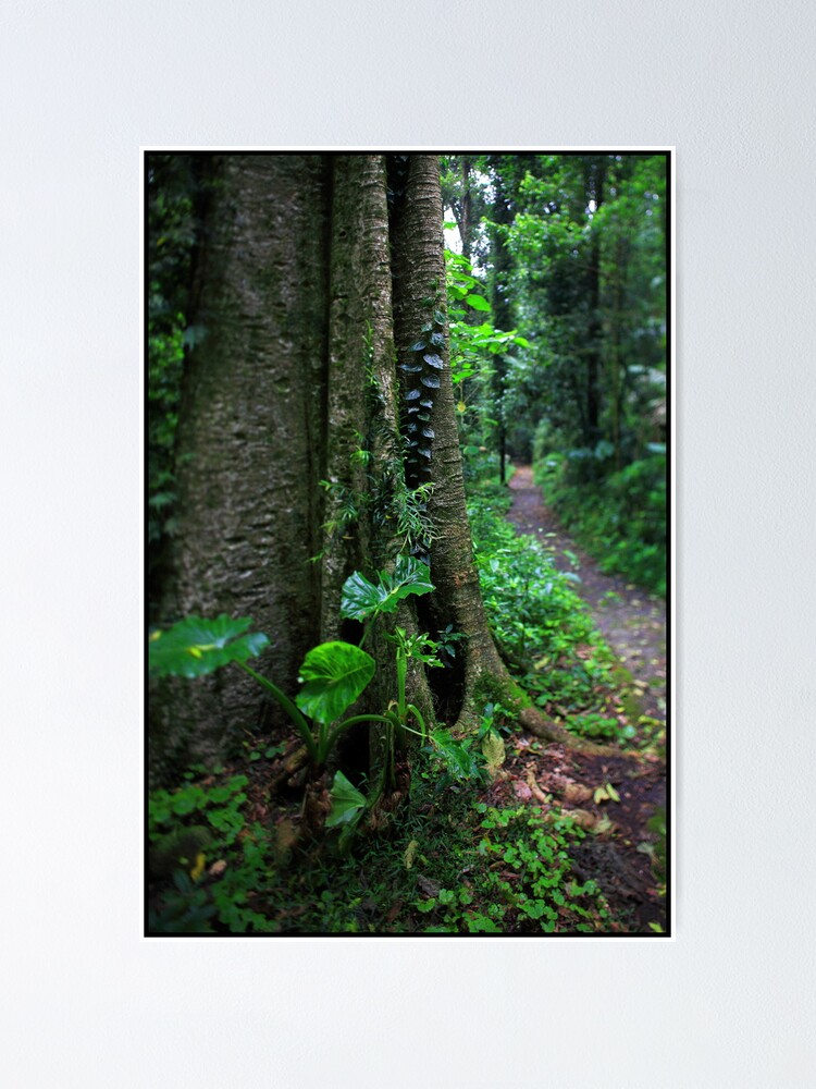 "Delicate" Poster for Sale by peterh111 | Redbubble