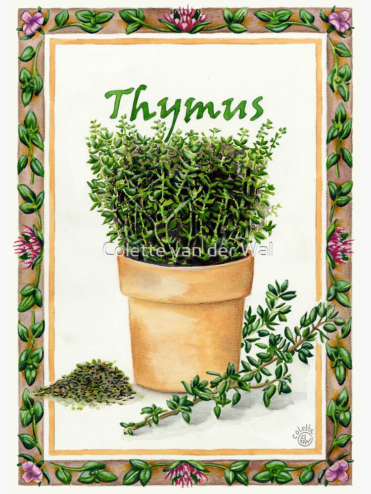 "THYME [Thymus]" Sticker for Sale by Colette-vd-Wal | Redbubble