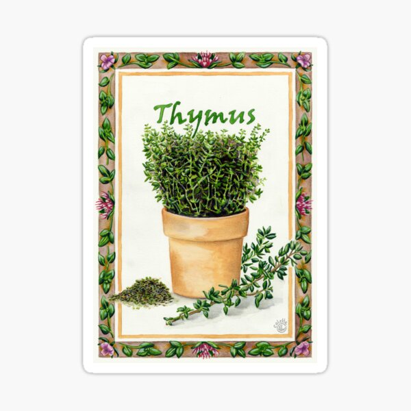 "THYME [Thymus]" Sticker for Sale by Colette-vd-Wal | Redbubble
