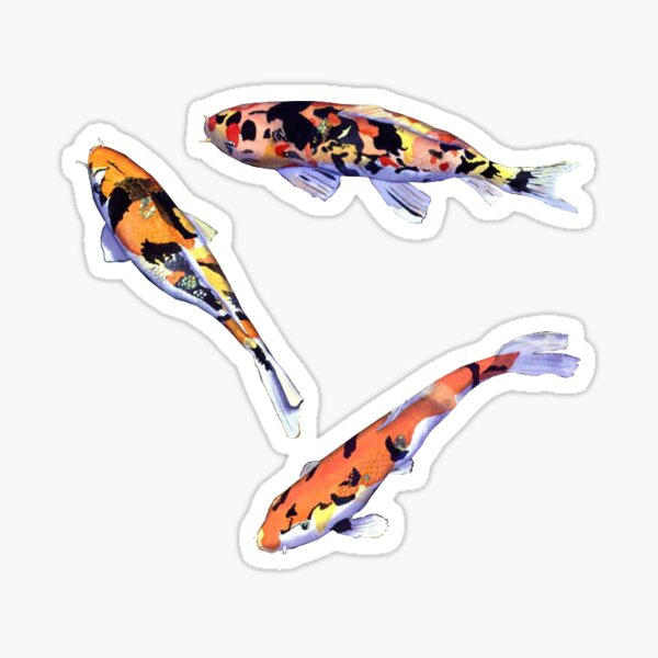 "Golden Koi Fish Trio" Sticker for Sale by chowy | Redbubble