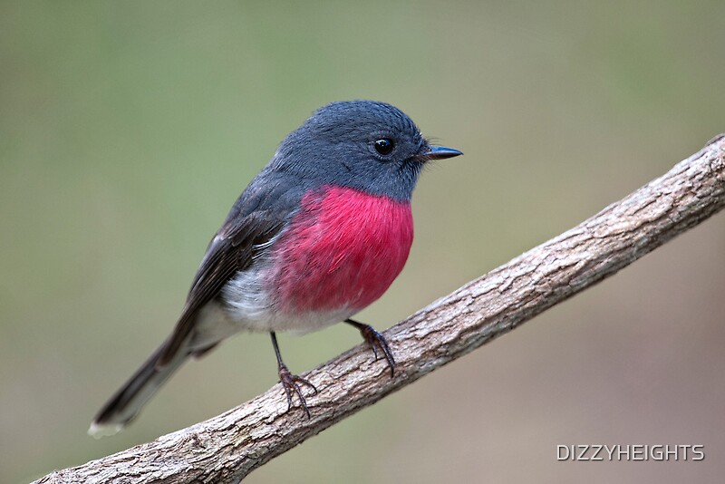 "Rose Robin #2" by DIZZYHEIGHTS | Redbubble