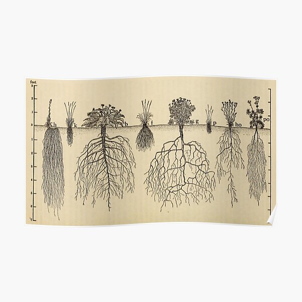 "Botanical Roots" Poster for Sale by bluespecsstudio | Redbubble
